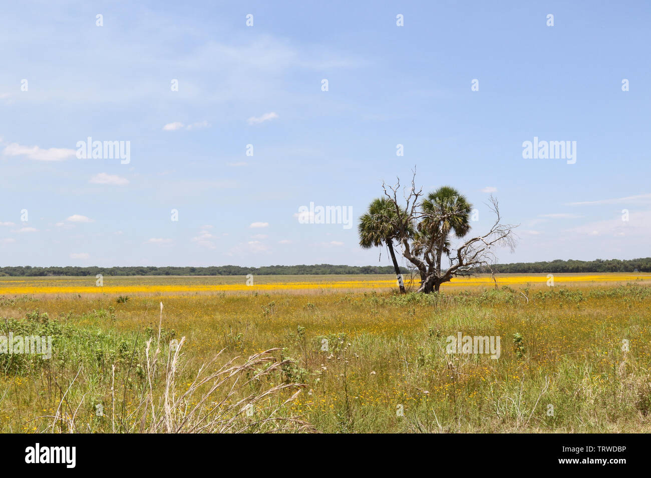 Landscape of the dry summer prairie at Myakka River State Park Florida ...