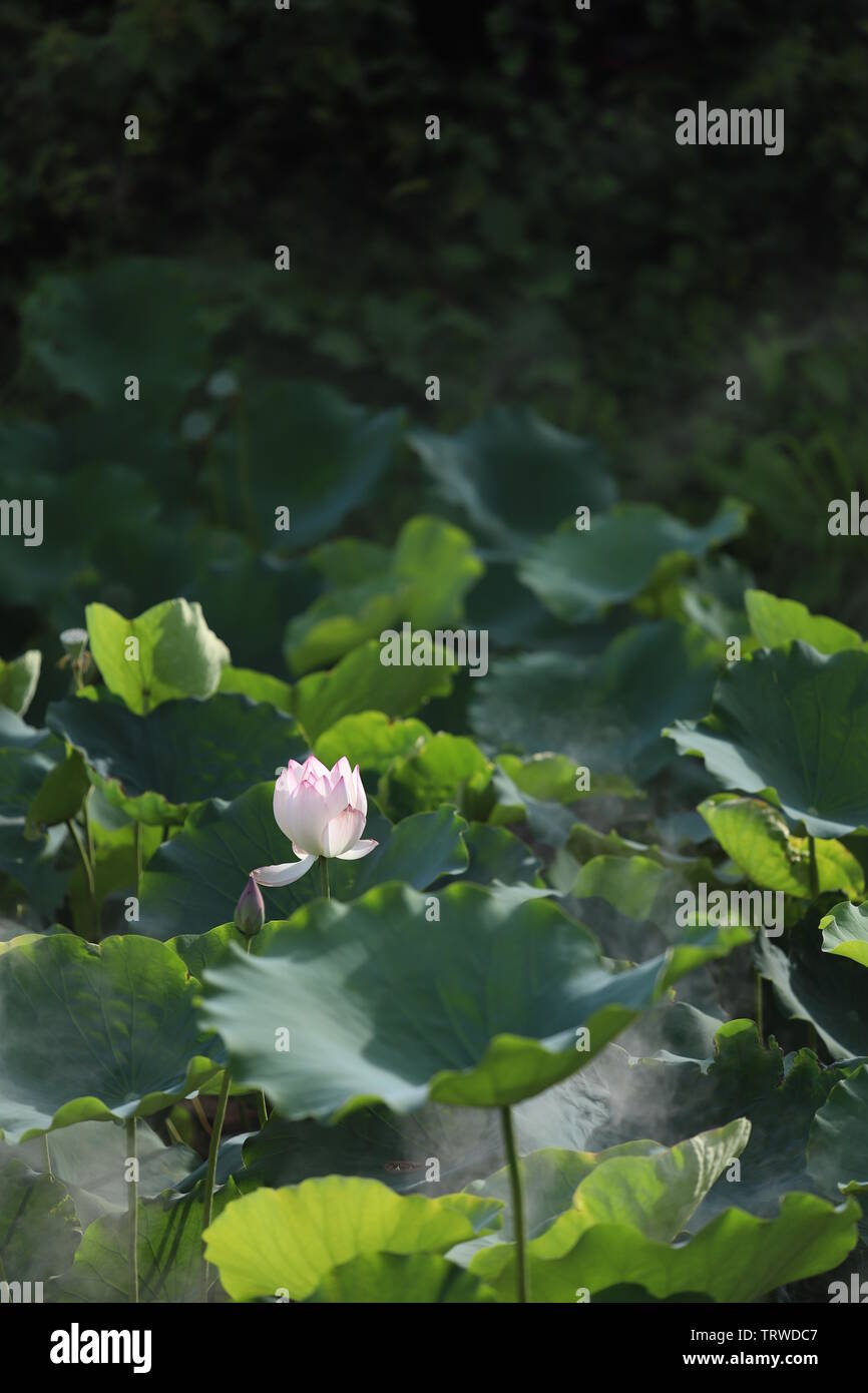 Macau Lotus Flower Festival Stock Photo - Alamy