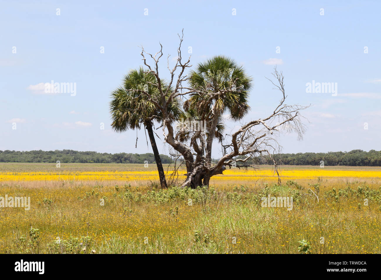 Summer prairie hi-res stock photography and images - Alamy