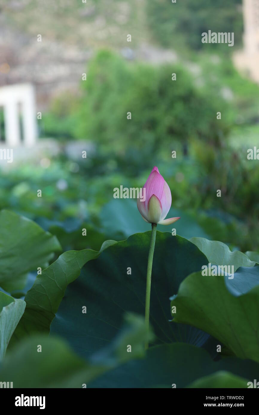 Macau Lotus Flower Festival Stock Photo - Alamy