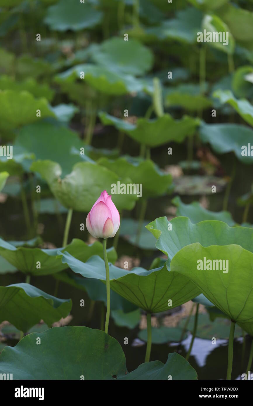 Macau Lotus Flower Festival Stock Photo - Alamy