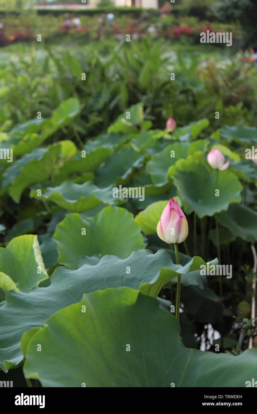 Macau Lotus Flower Festival Stock Photo - Alamy