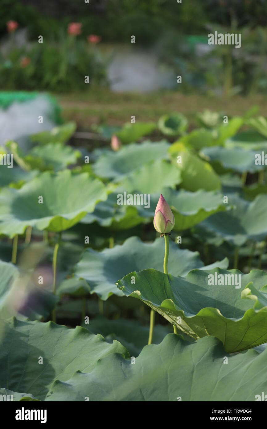 Macau Lotus Flower Festival Stock Photo - Alamy