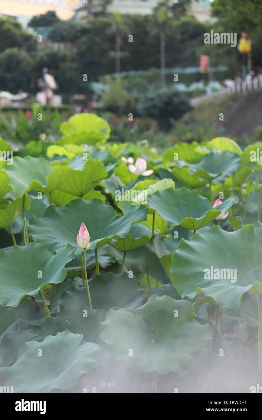Macau Lotus Flower Festival Stock Photo - Alamy