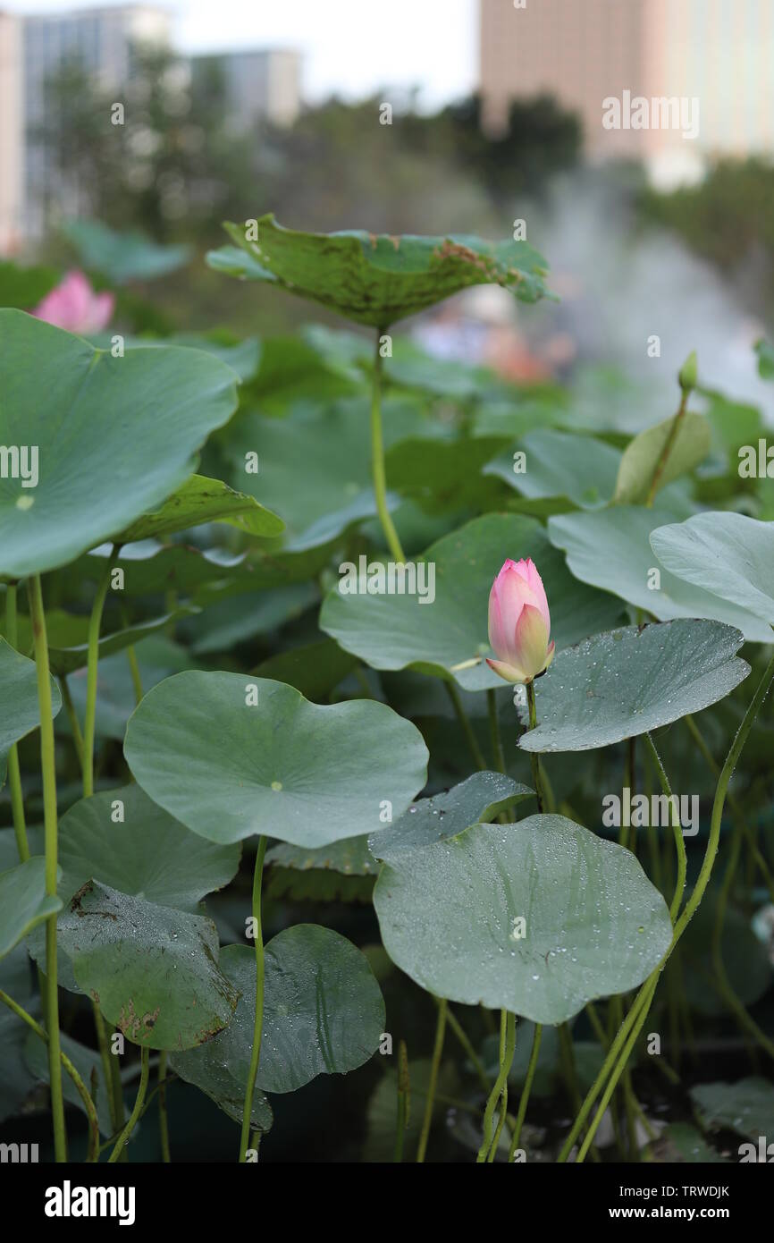 Macau Lotus Flower Festival Stock Photo - Alamy