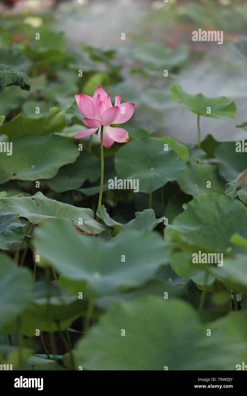 Macau Lotus Flower Festival Stock Photo - Alamy