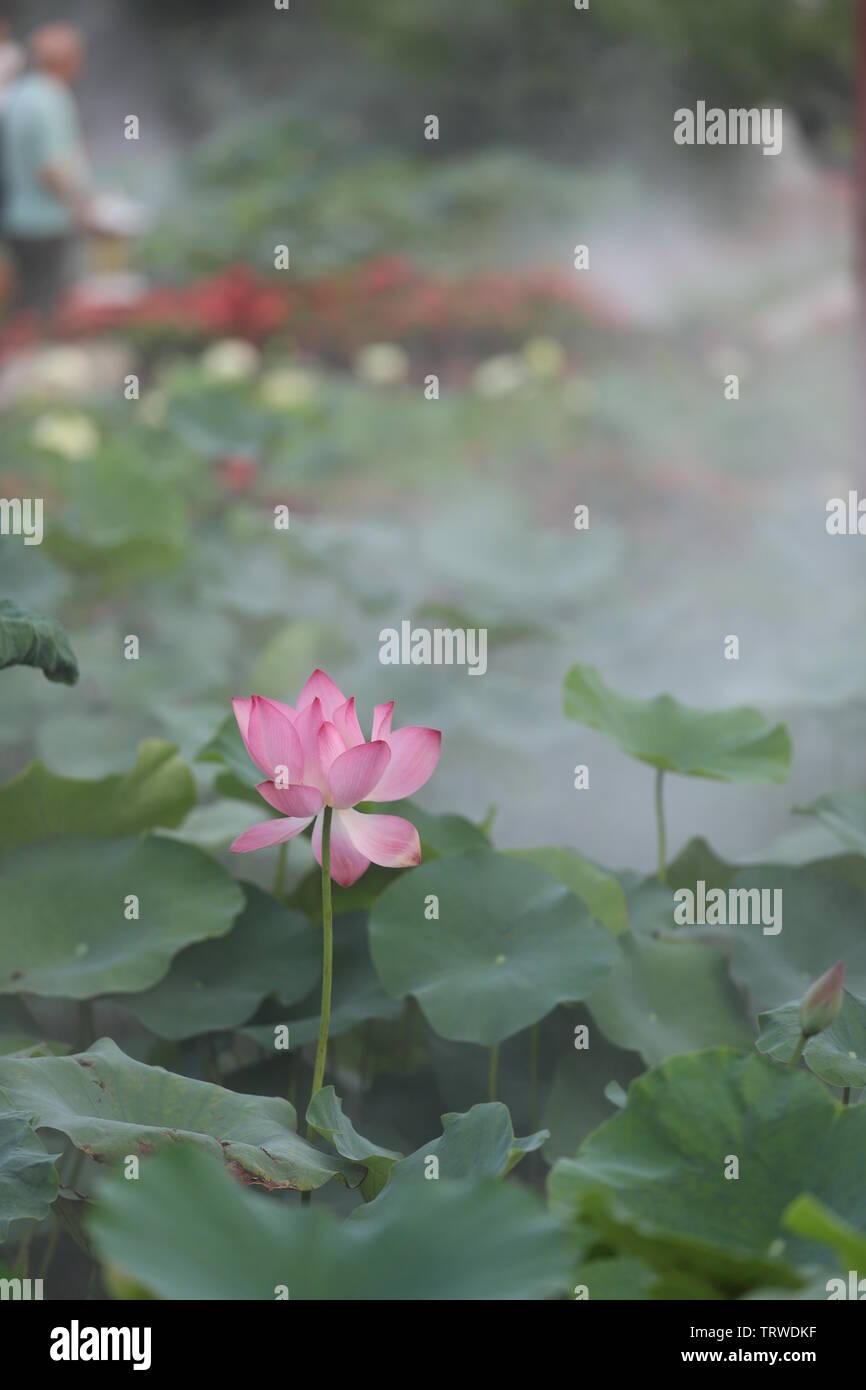 Macau Lotus Flower Festival Stock Photo - Alamy