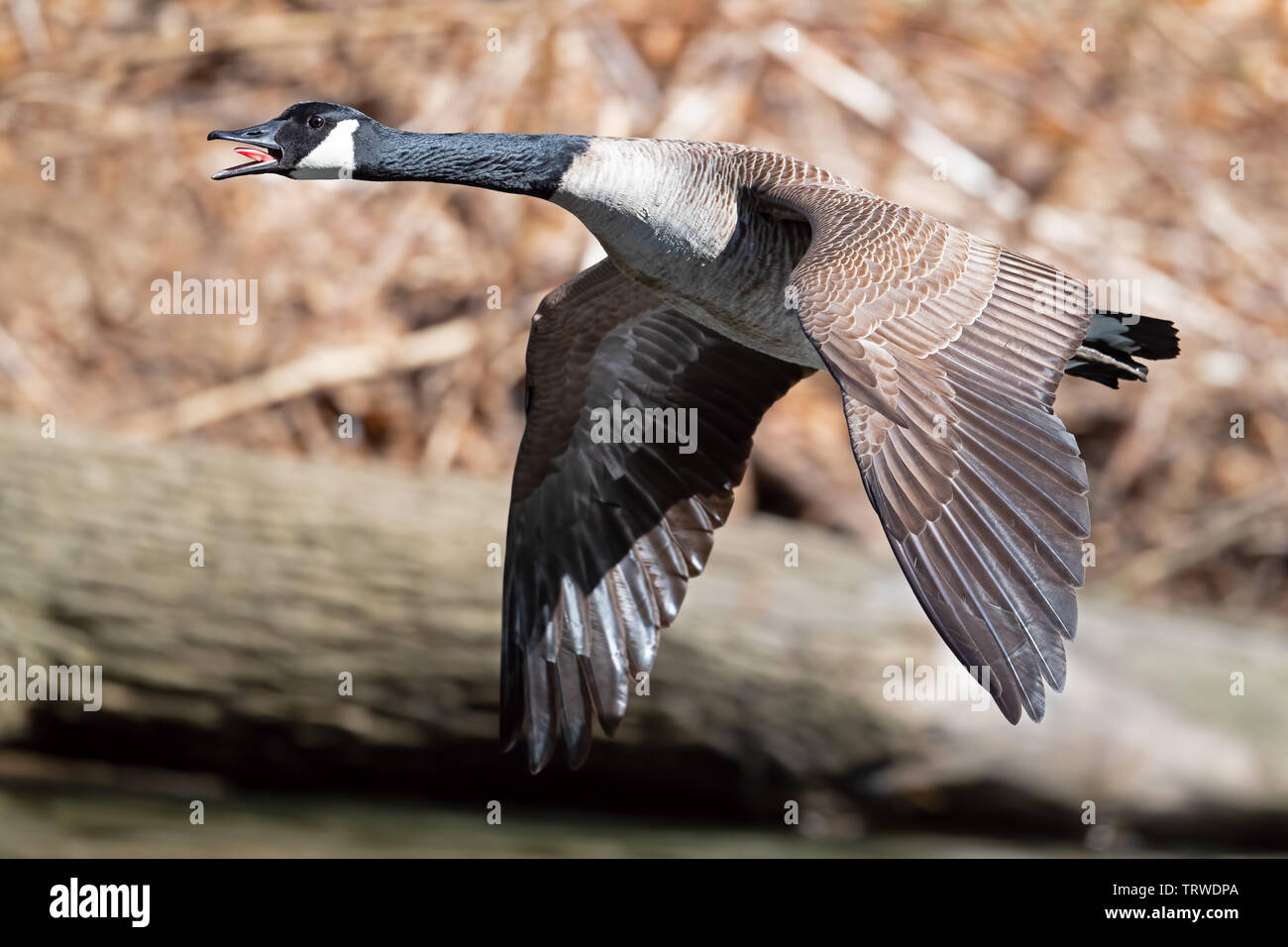 Canada Goose in Flight Stock Photo - Alamy