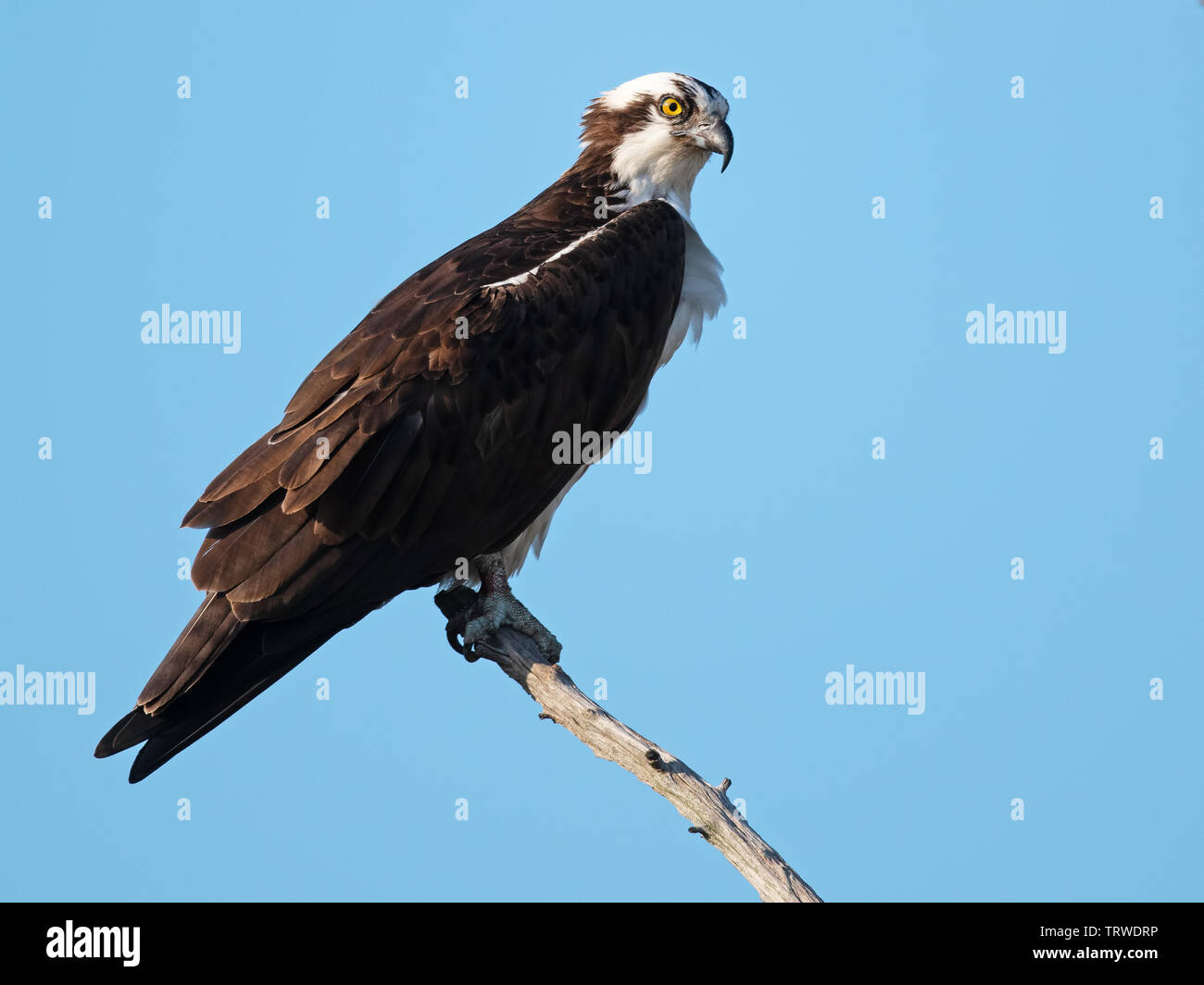 Osprey in Tree Stock Photo - Alamy