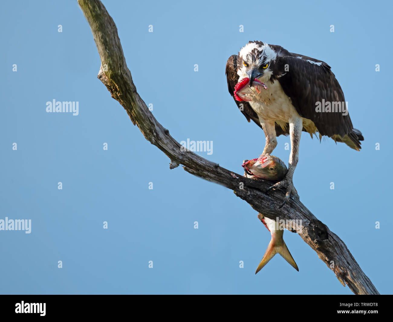 Osprey in Tree Eating Fish Stock Photo - Alamy