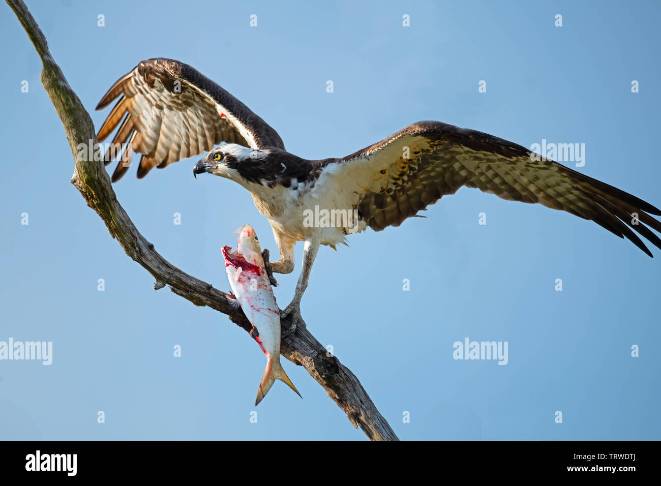 Osprey in Tree Eating Fish Stock Photo - Alamy