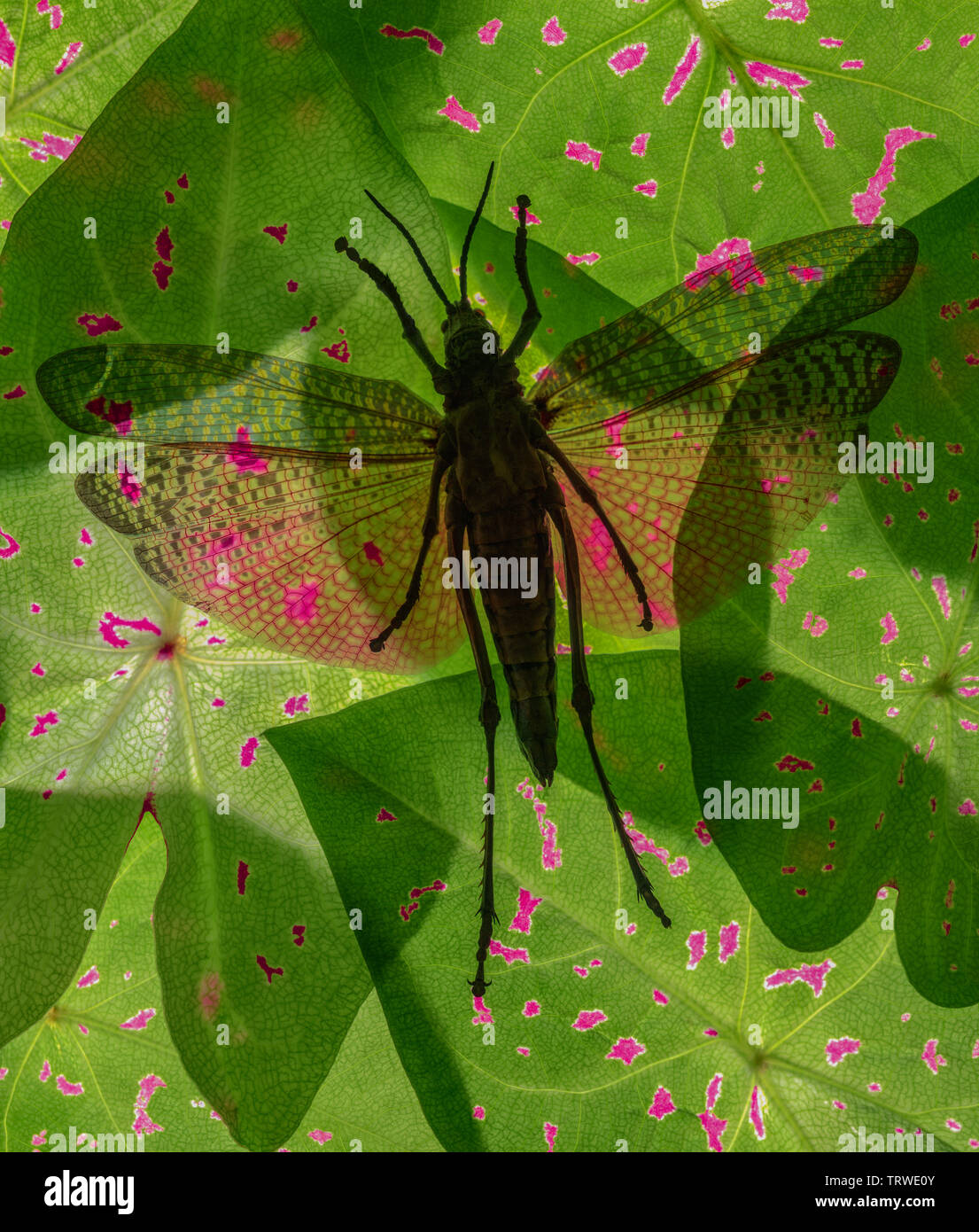 Rainbow milkweed hi-res stock photography and images - Alamy