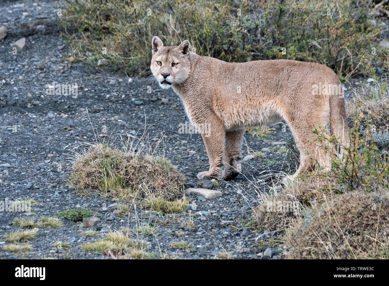 male Puma (Felis concolor), Torres del Paine NP, Chile Stock Photo - Alamy