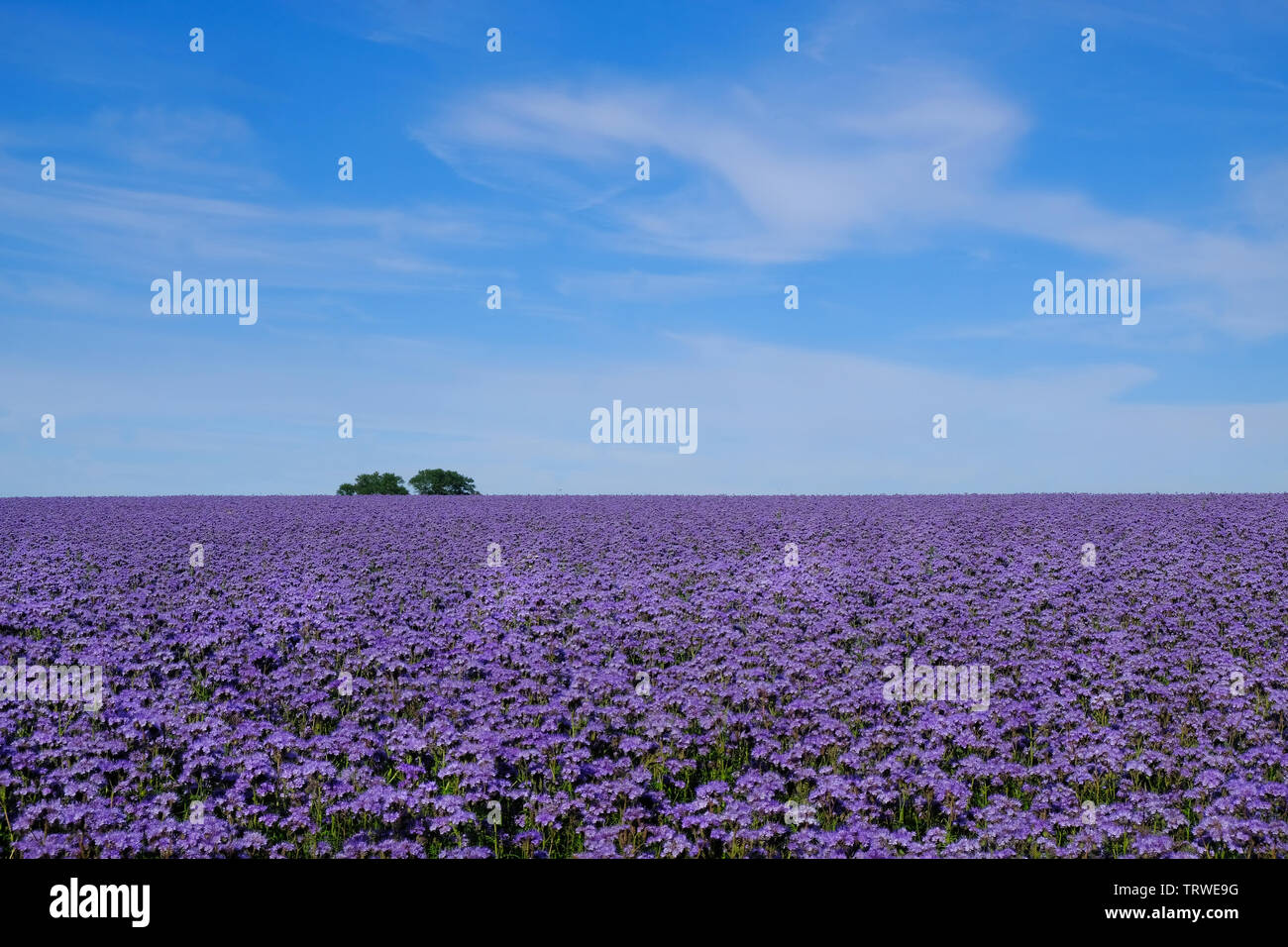 Wide copy space violet blue hi-res stock photography and images - Alamy