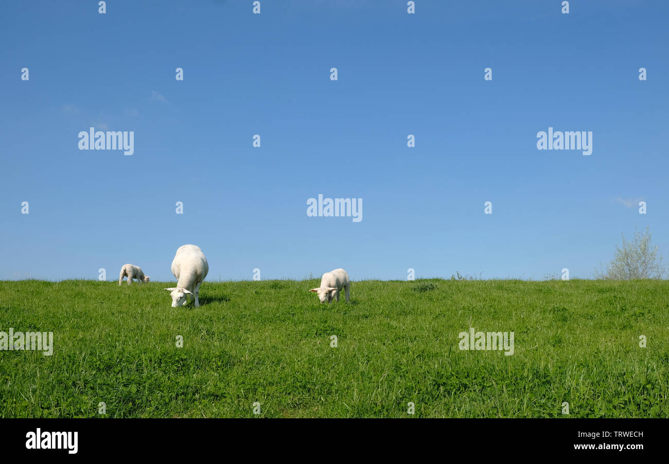Sheep against blue sky hi-res stock photography and images - Alamy
