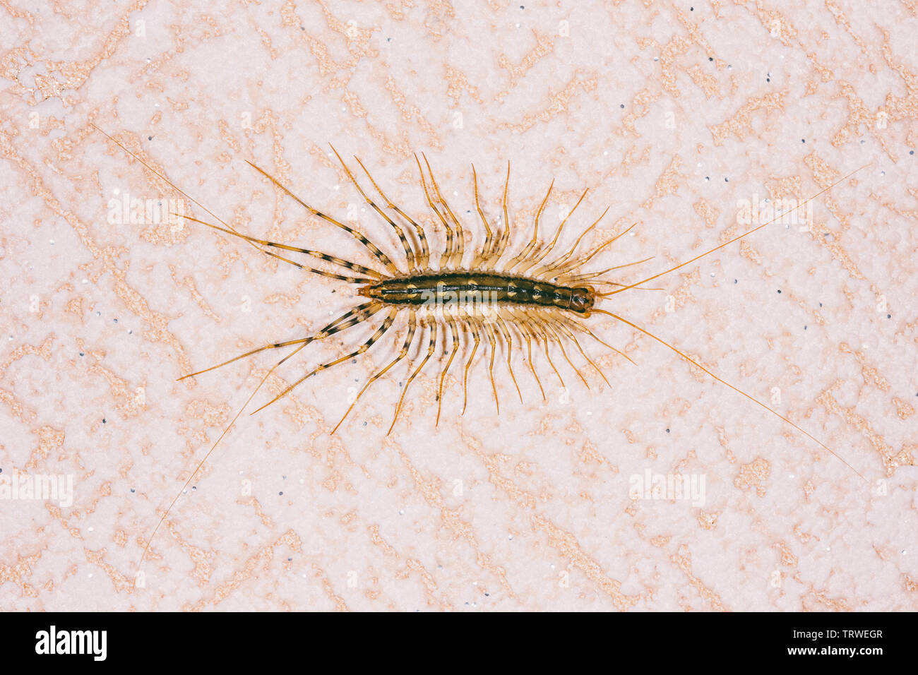 The ordinary flycatcher (Scutigera coleoptrata), Centipede flycatcher ...