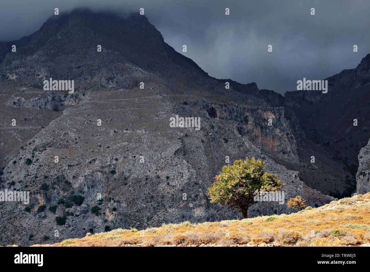 Olive trees in front of mountain range against cloud-sky Stock Photo ...