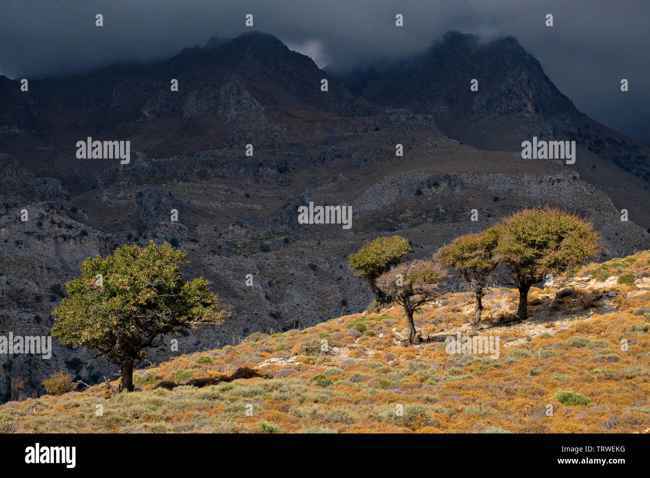 Olive trees in front of mountain range against cloud-sky Stock Photo ...