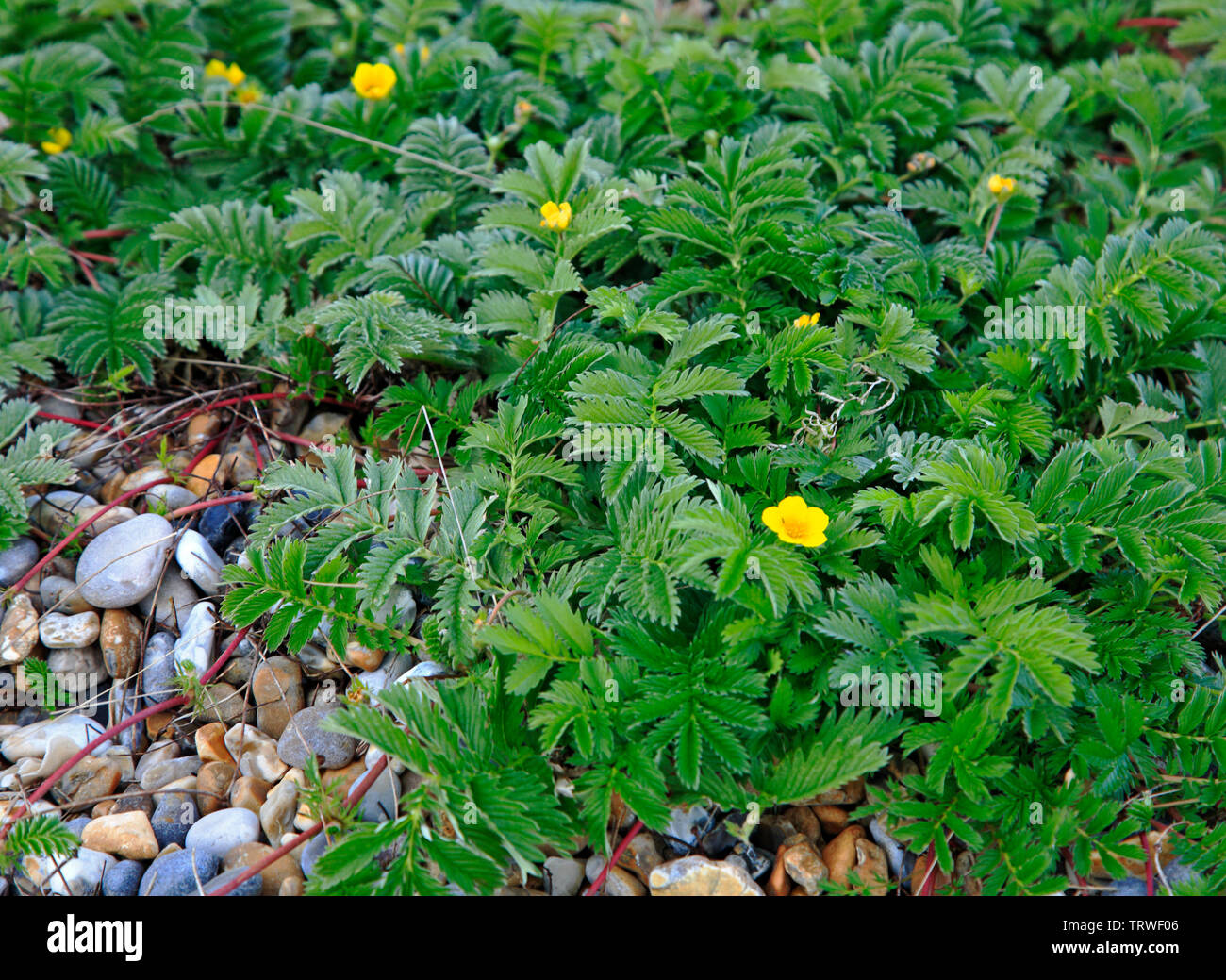Stoloniferous creeping plants hi-res stock photography and images - Alamy