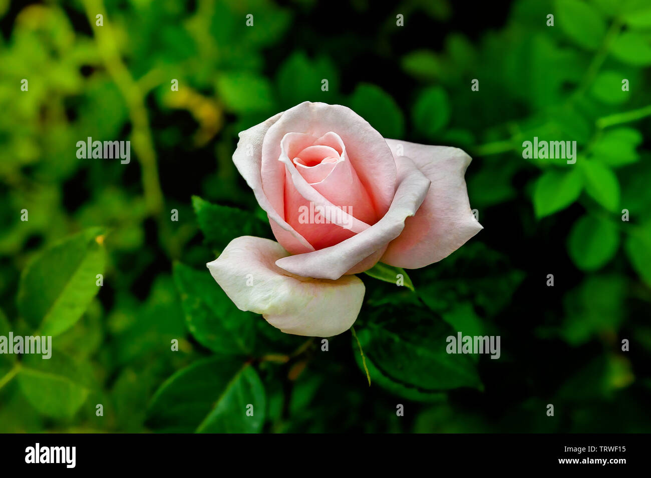 Pink hybrid tea rose, close-up Stock Photo - Alamy