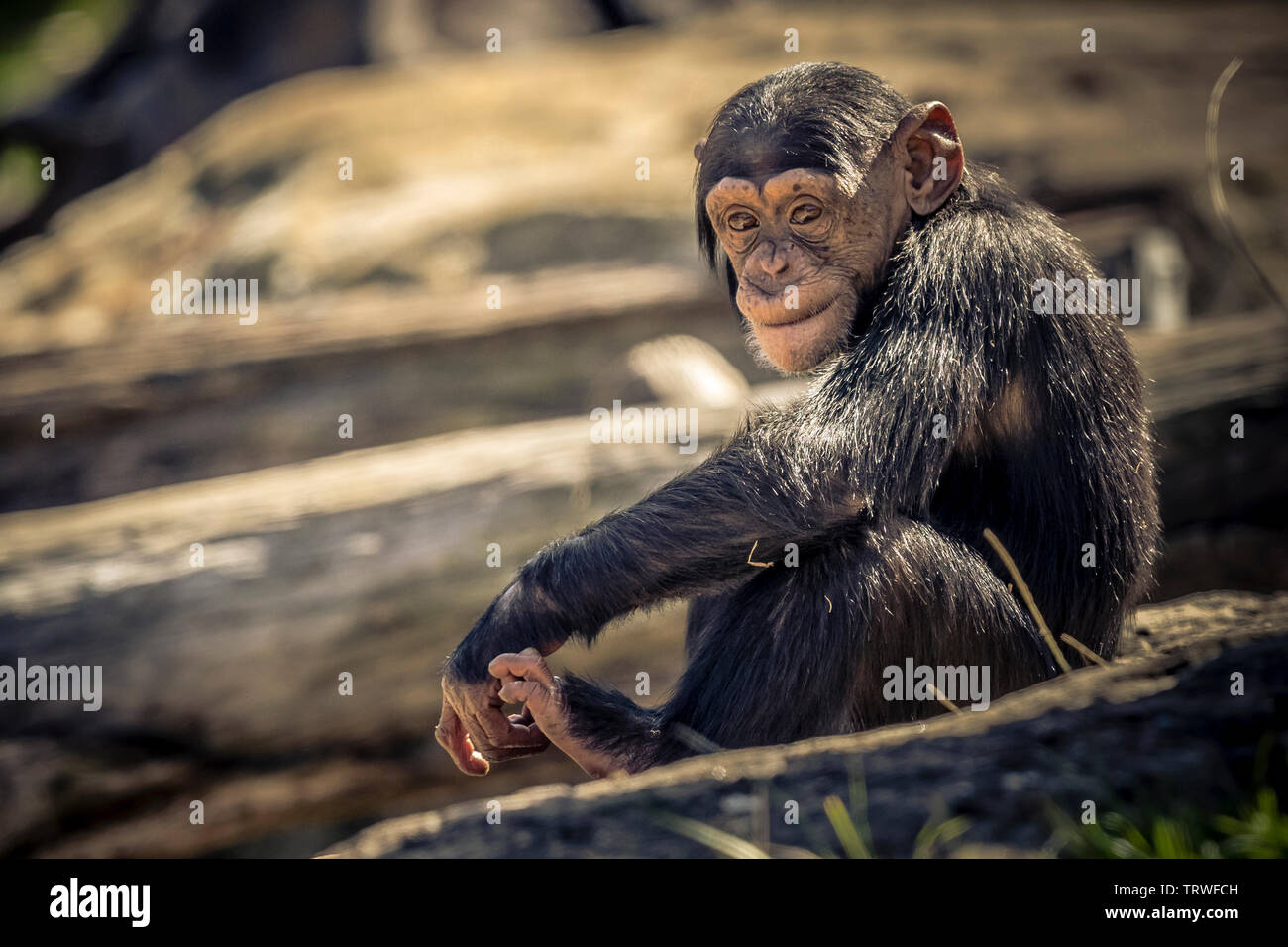 Chimpanzee hanging out in the sunshine Stock Photo - Alamy