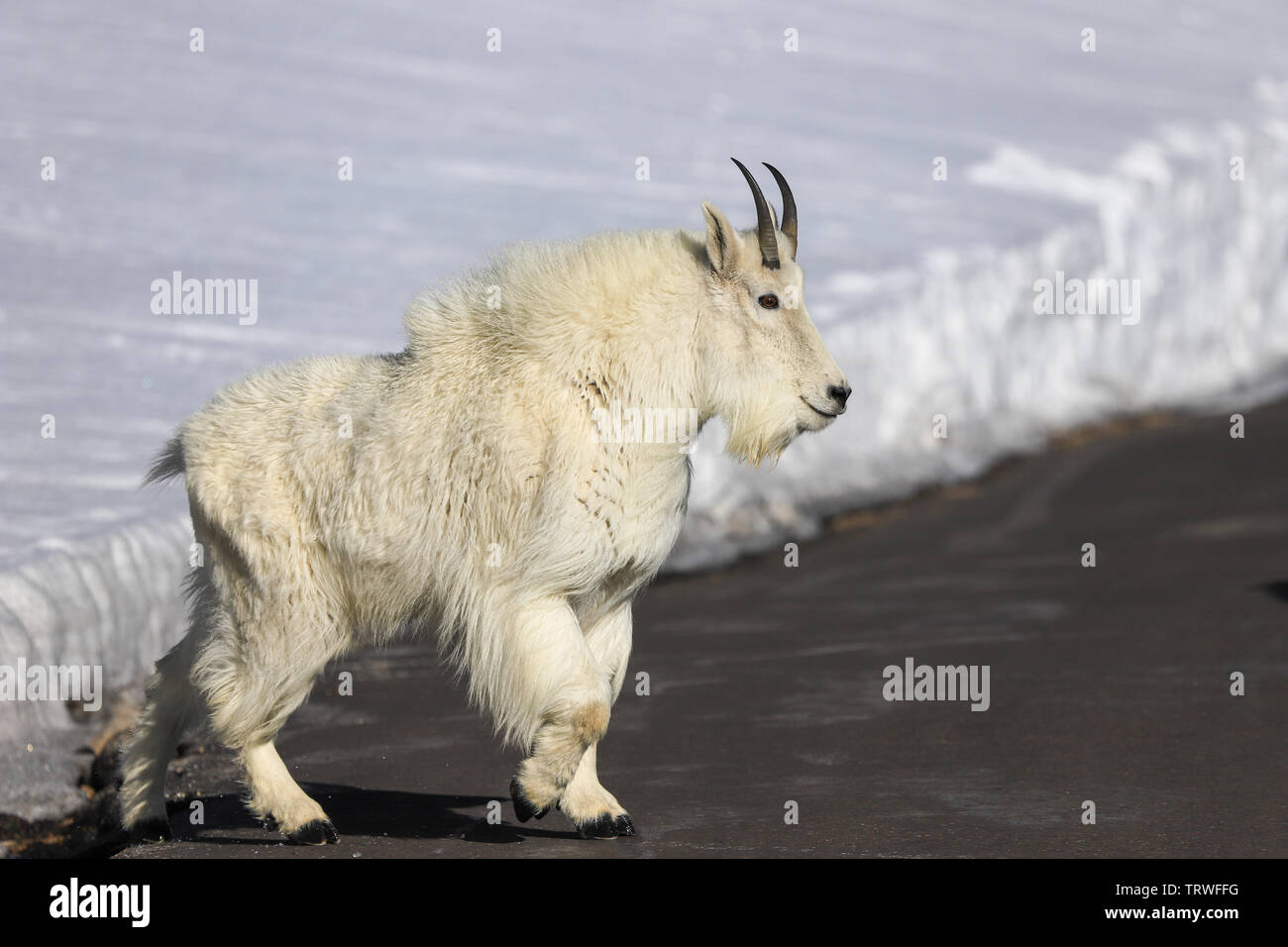 Mountain Goat in the Mount Evans Wilderness of Colorado Stock Photo - Alamy