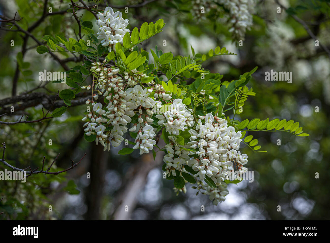 Robinia pseudoacacia l hi-res stock photography and images - Alamy