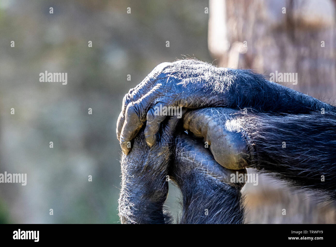 Chimpanzee feet hi-res stock photography and images - Alamy