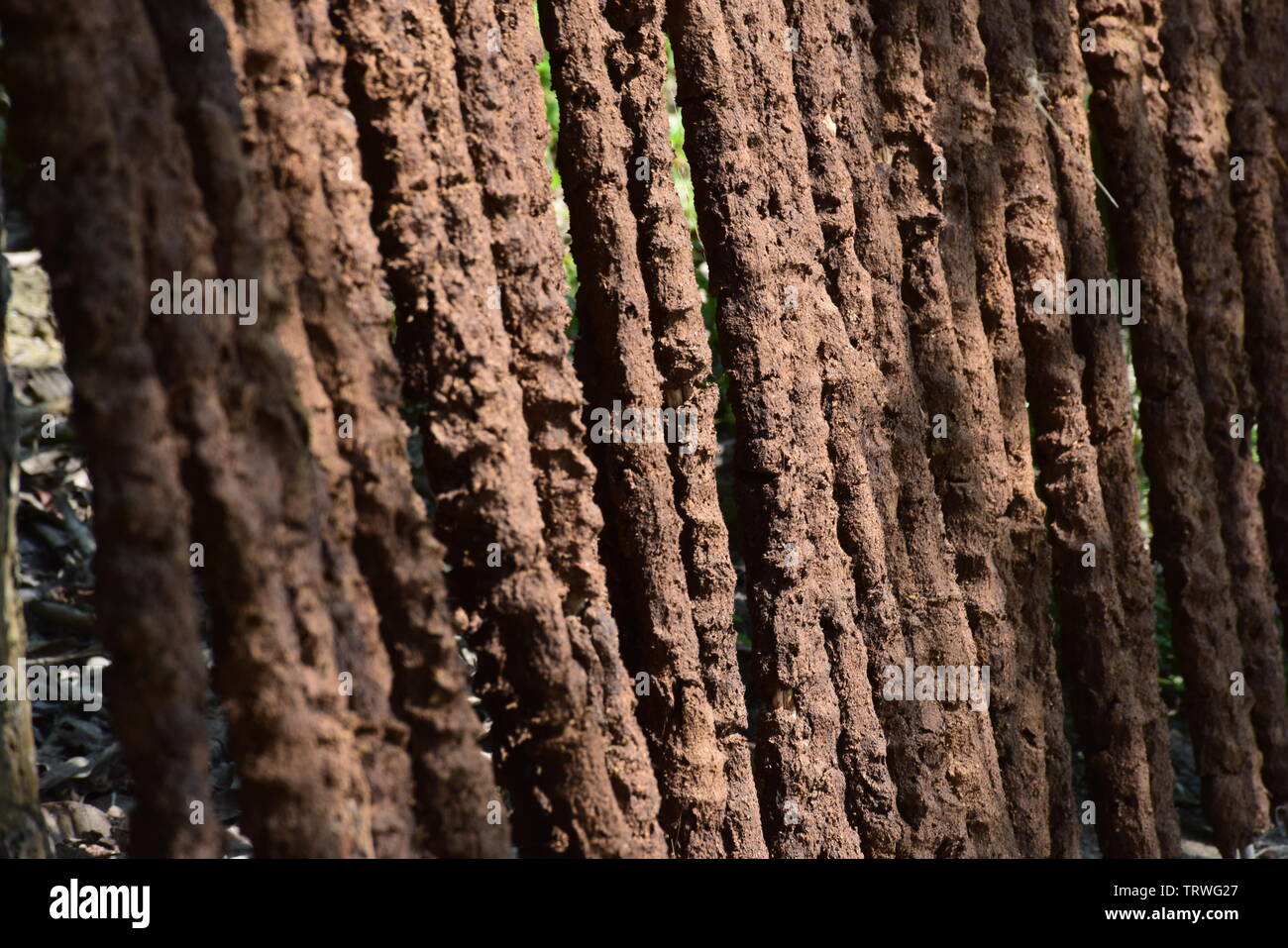 cow dung jute stick fuel: indigenous fuel technology in rural south ...