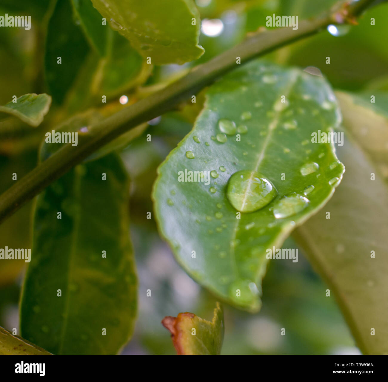Meyer lemon tree hi-res stock photography and images - Alamy