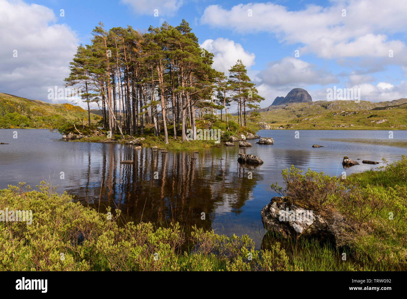 Scots pine hi-res stock photography and images - Alamy