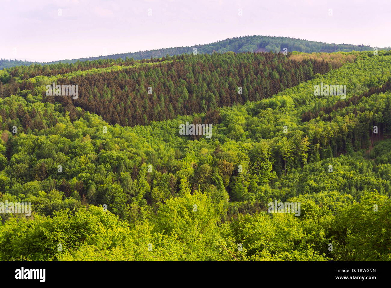 Stunning aerial view of colorful summer mixed forest with deciduous and ...
