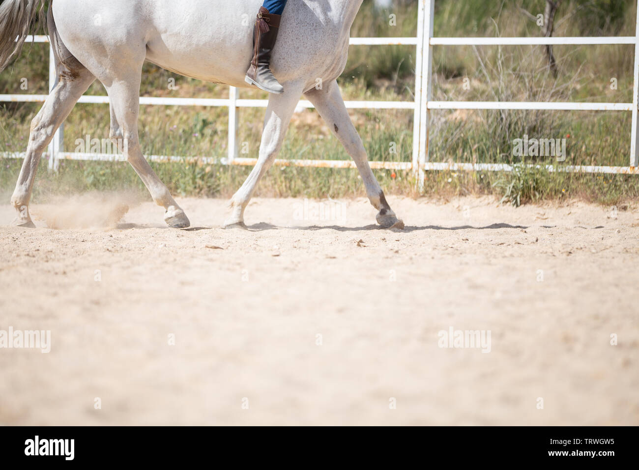Unrecognizable male riding white horse on sandy ground of enclosure on ...