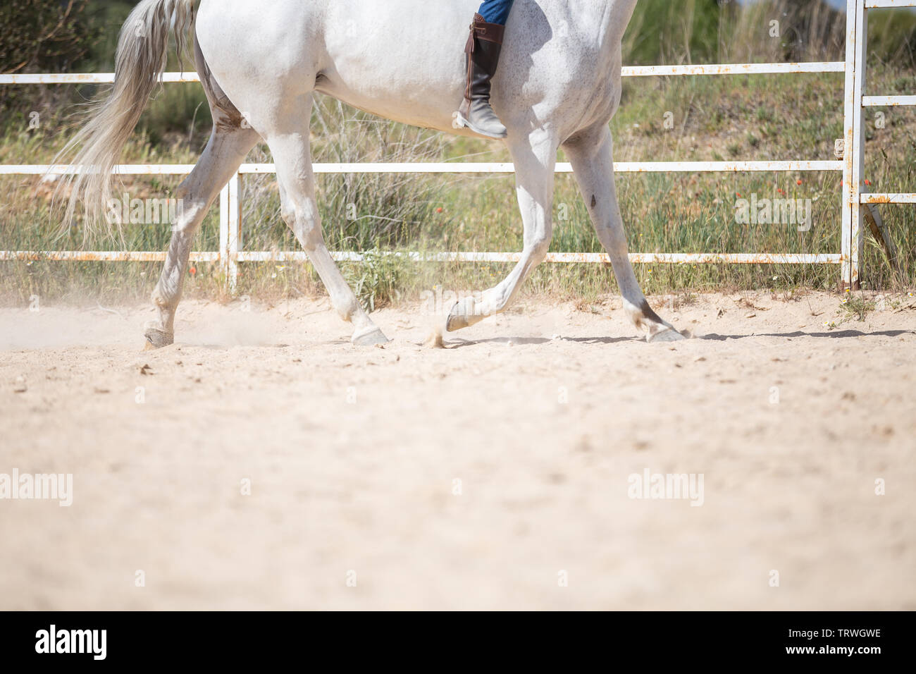 Unrecognizable male riding white horse on sandy ground of enclosure on ...