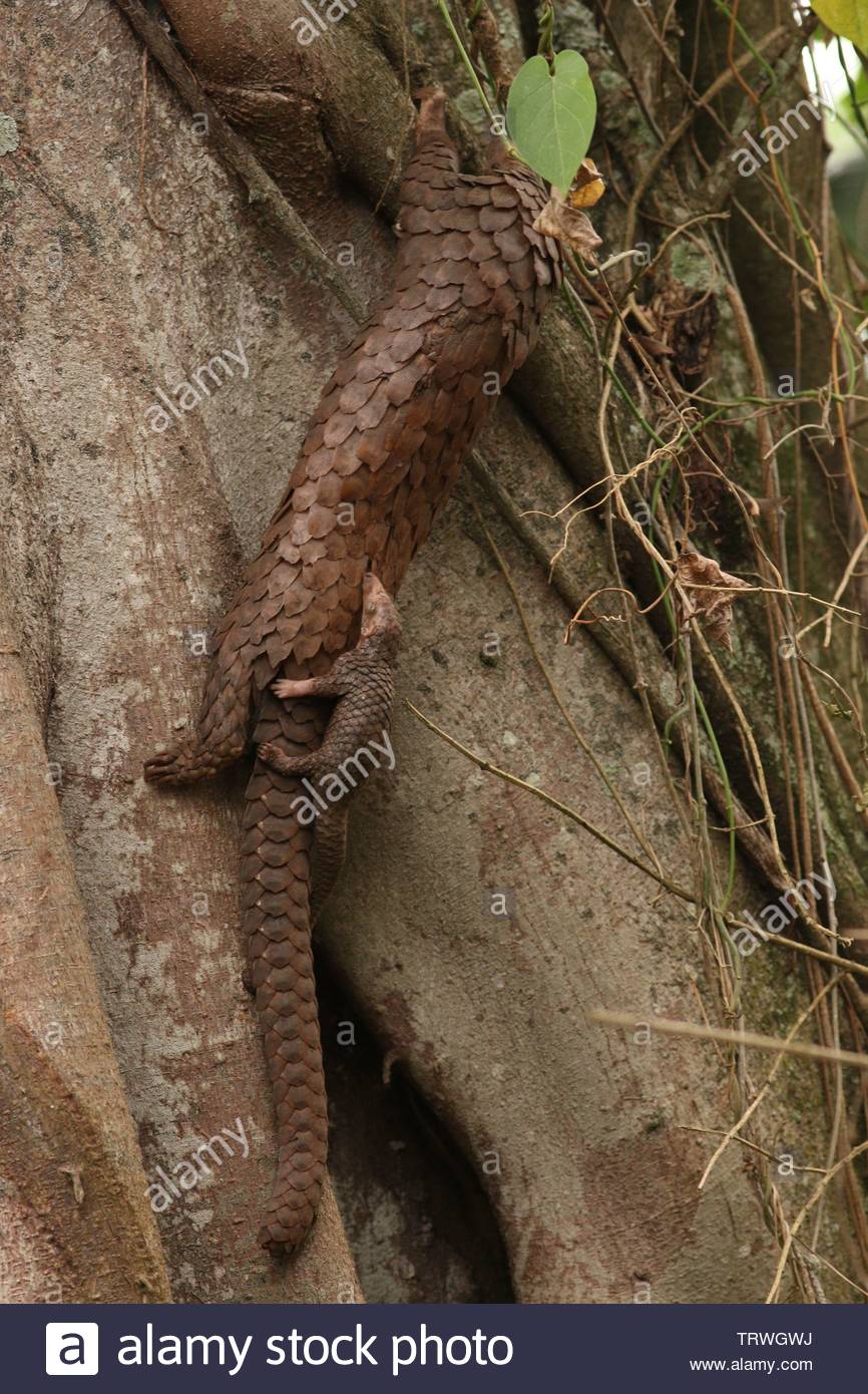 Pangolin Scales High Resolution Stock Photography and Images - Alamy