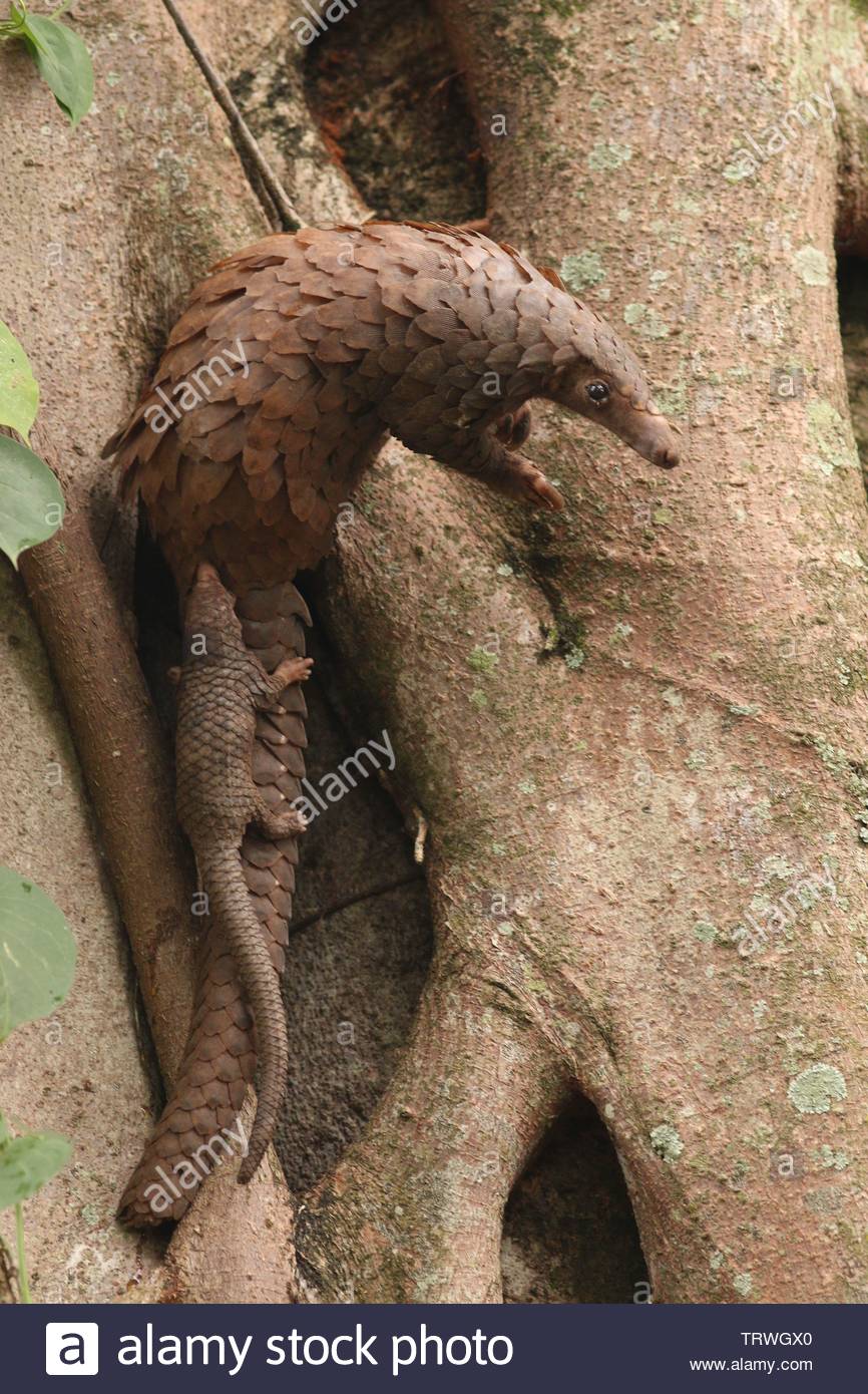 Chinese Pangolin High Resolution Stock Photography and Images - Alamy