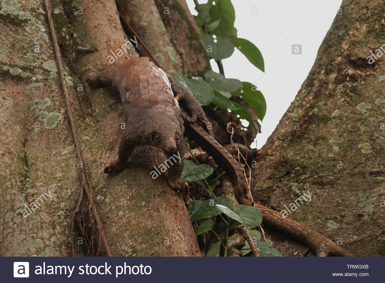 Pangolin Asia High Resolution Stock Photography and Images - Alamy
