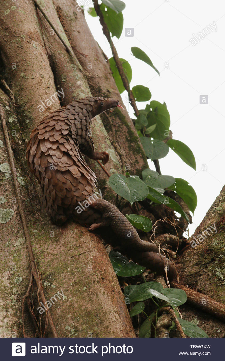 Chinese Pangolin High Resolution Stock Photography and Images - Alamy