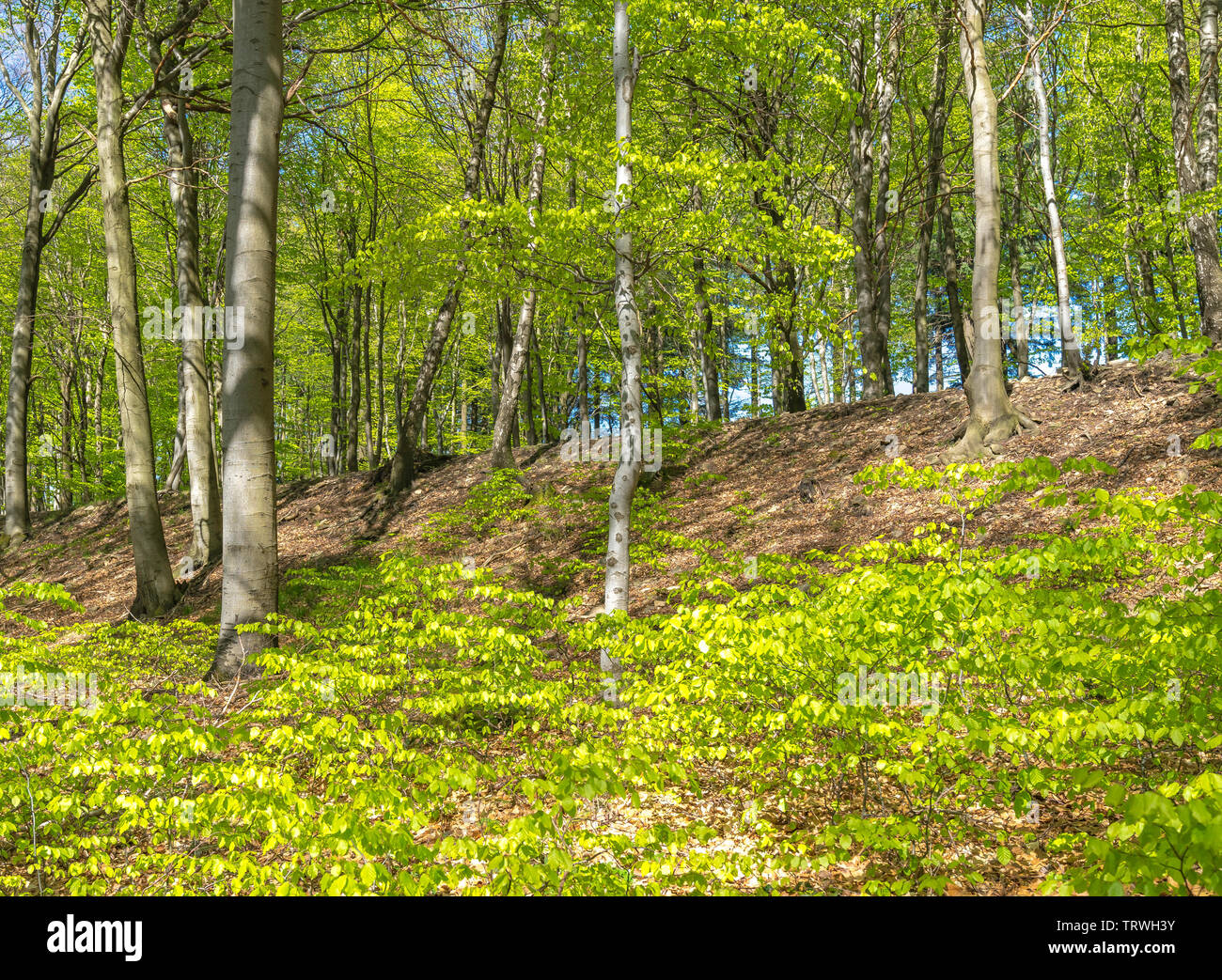 Beech wood in springtime Stock Photo - Alamy