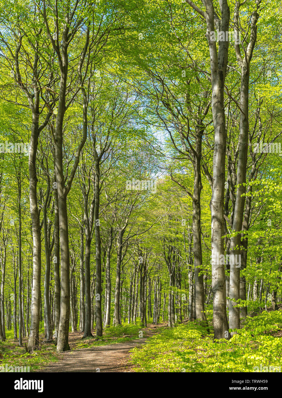Beech wood in springtime Stock Photo - Alamy