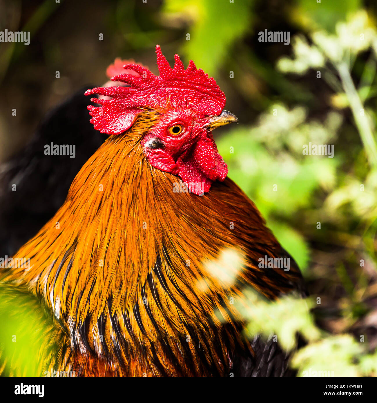 A red rooster cockerel in full colour display Stock Photo - Alamy