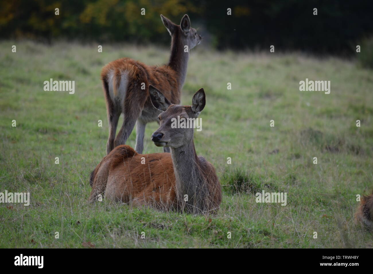 Deer at Tatton Park, Cheshire, UK Stock Photo - Alamy