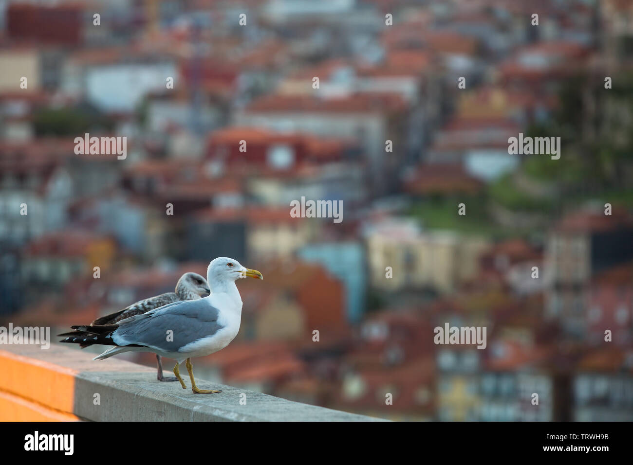 Seagulls parapet hi-res stock photography and images - Alamy