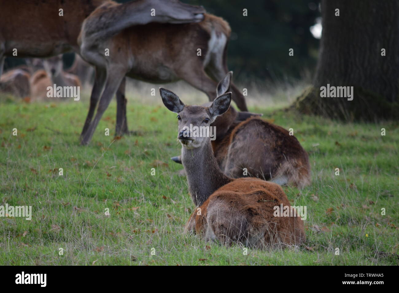 Deer at Tatton Park, Cheshire, UK Stock Photo - Alamy