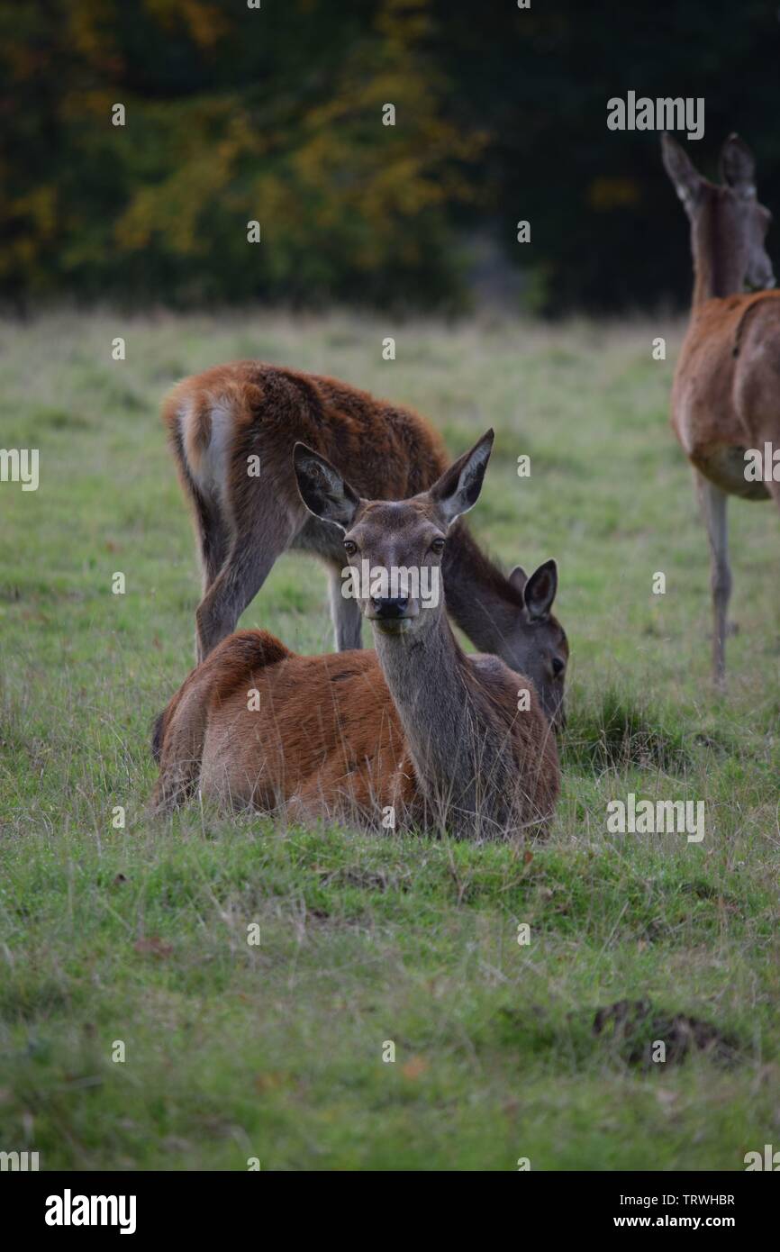 Wildlife animal tatton park hi-res stock photography and images - Alamy