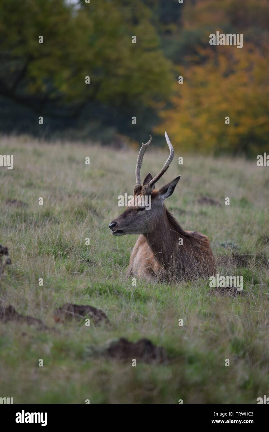 Deer at Tatton Park, Cheshire, UK Stock Photo - Alamy