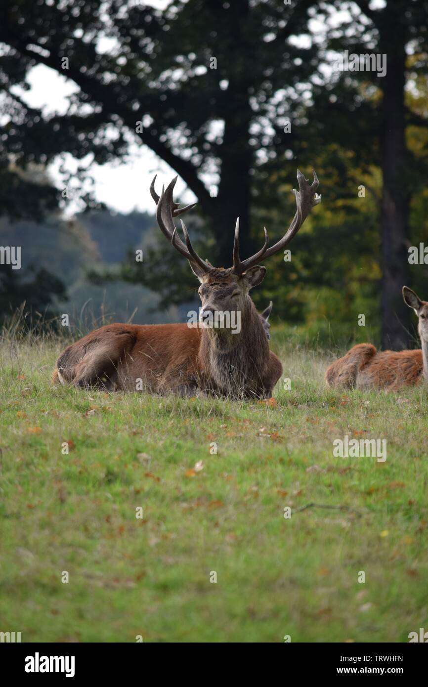 Deer at Tatton Park, Cheshire, UK Stock Photo - Alamy