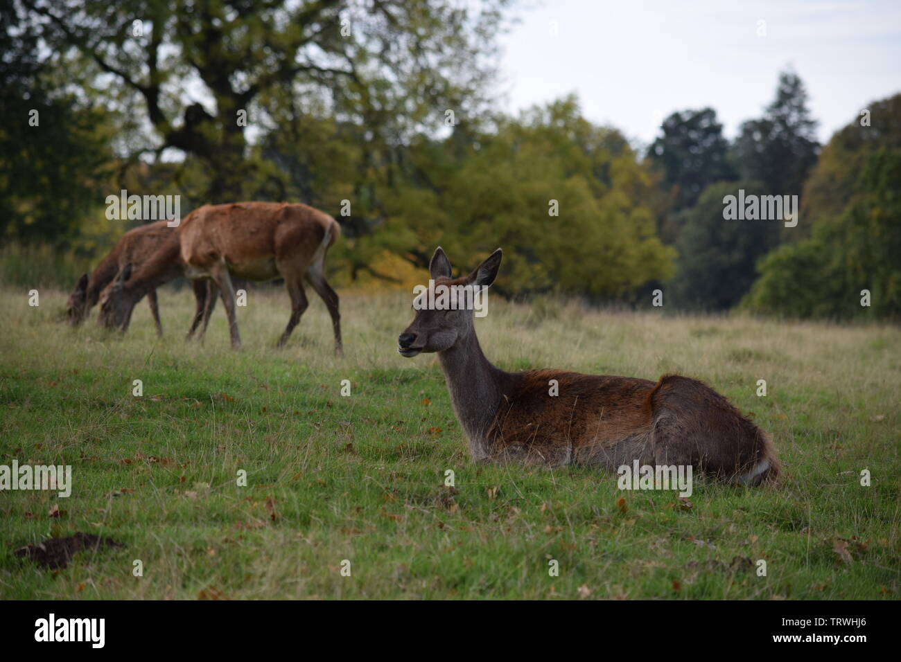 Deer at Tatton Park, Cheshire, UK Stock Photo - Alamy