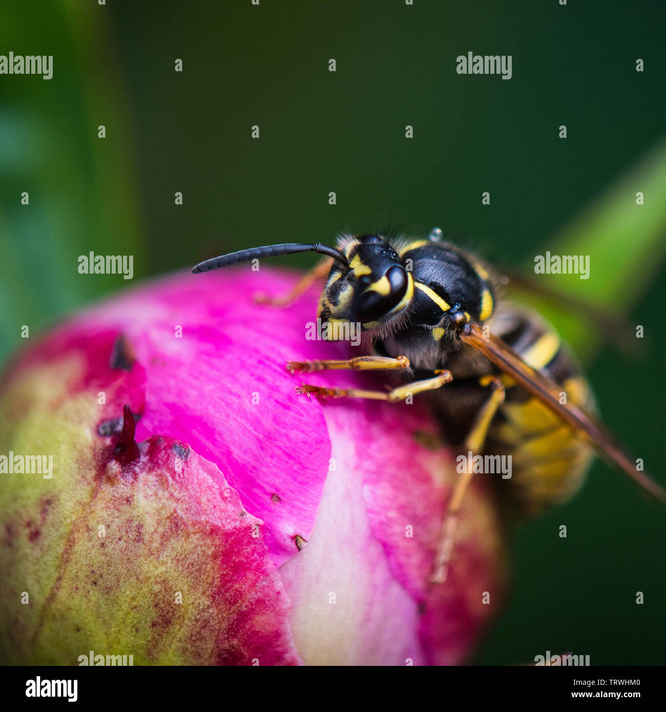 Beauty and The Beast, a hornet devours a peony bud for material to ...