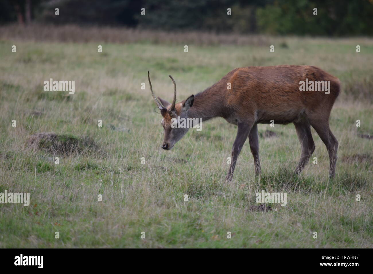 Deer at Tatton Park, Cheshire, UK Stock Photo - Alamy